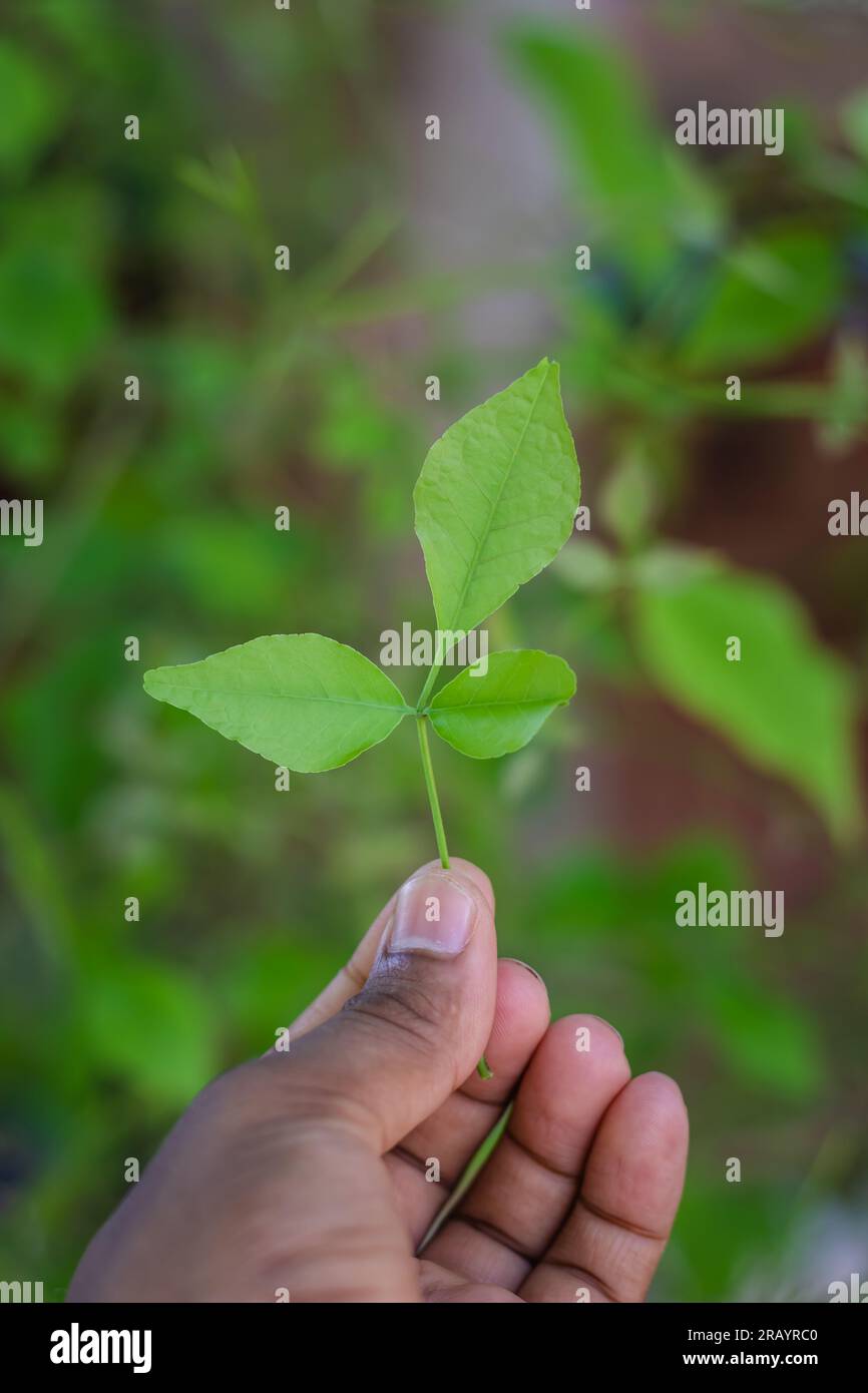 Aegle marmelos or Bael leaf from different angle at daydevotee holding ...