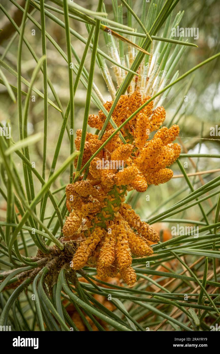 Scots pine flowers Stock Photo - Alamy