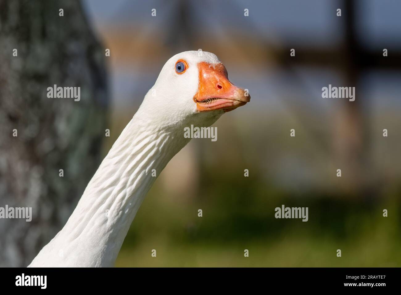 A close up portrait of a goose, looking to the camera, blur background ...