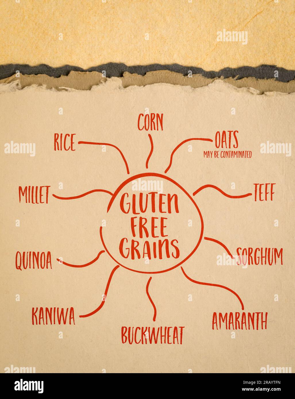 gluten free grains and pseudograins - infographics or mind map sketch ...