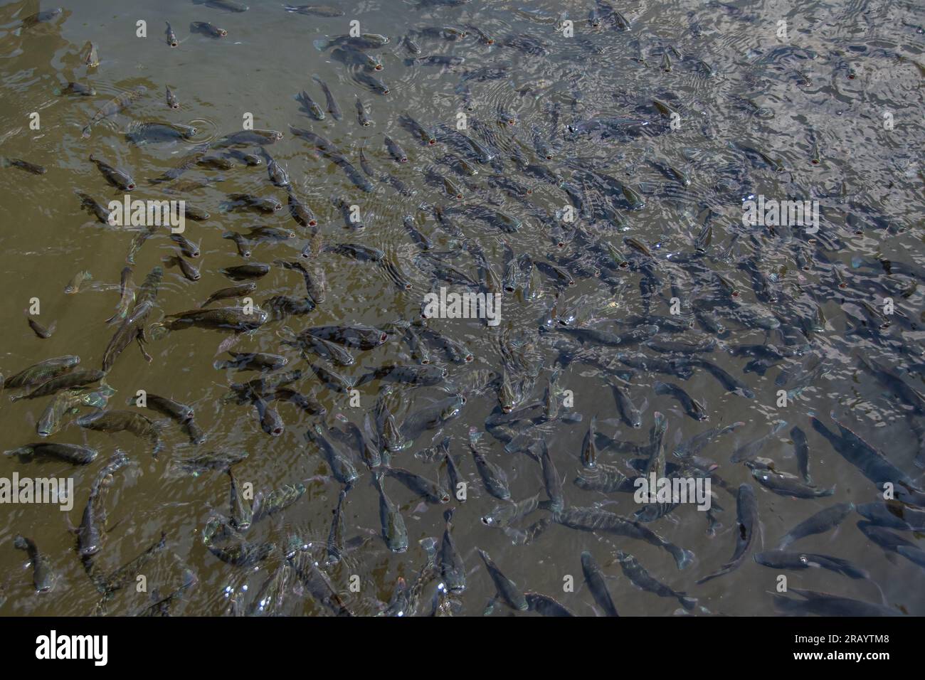 A crowd of hungry fish open their mouths Stock Photo - Alamy
