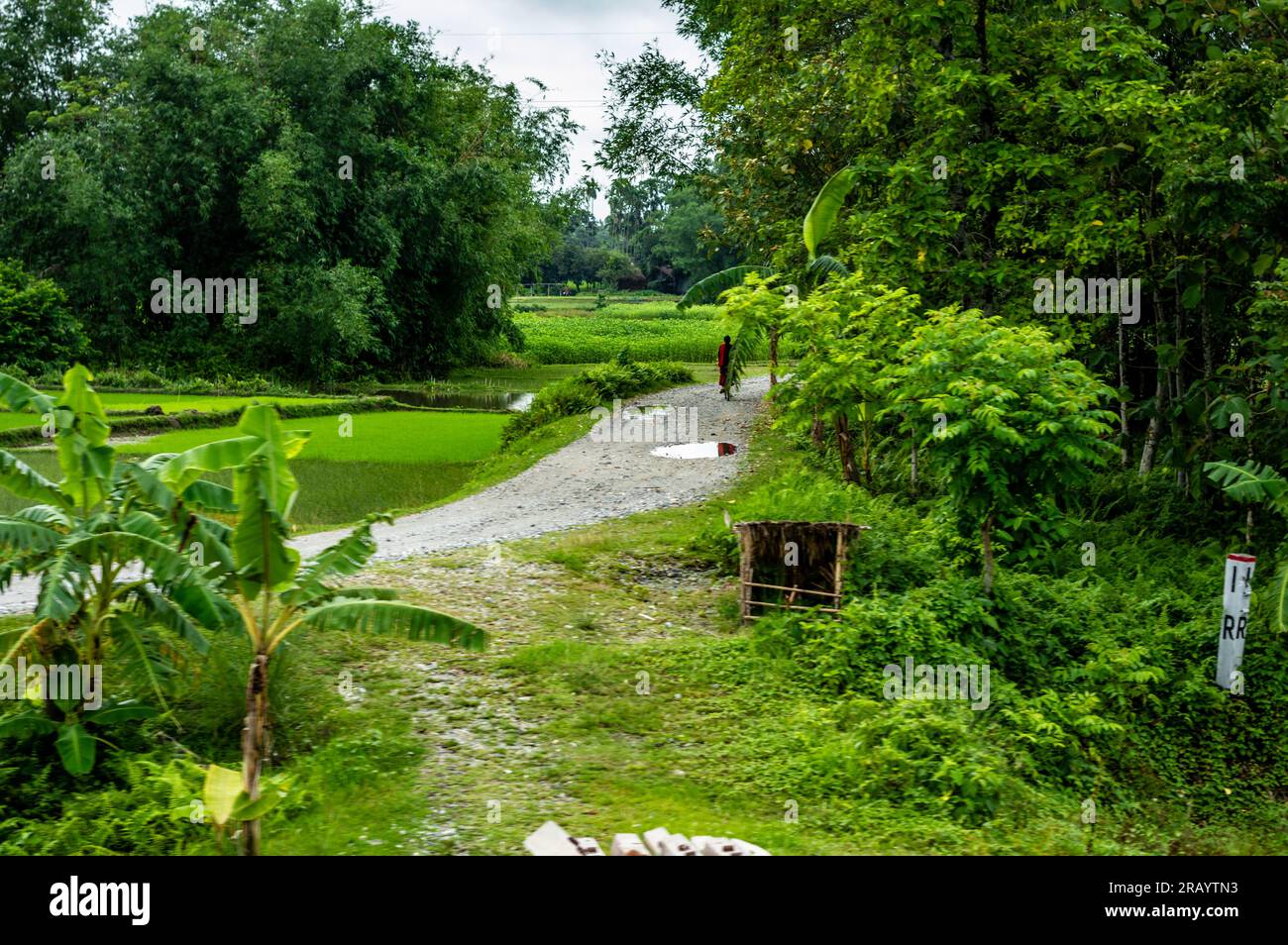 A Village Road in rural india. Assam India South Asia Pacific Stock ...