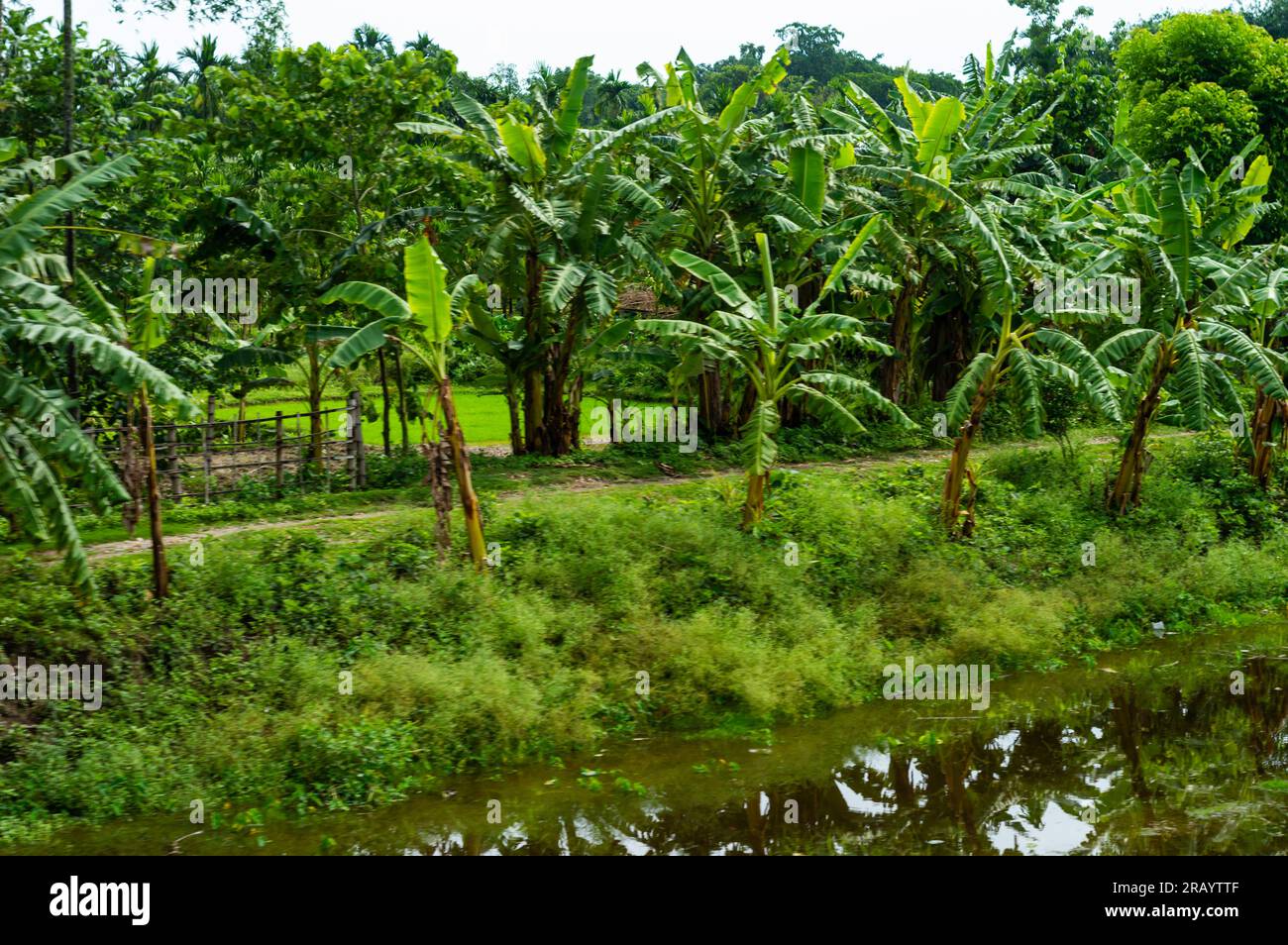 Banana trees on the side of a village road. Rural Indian Landscape ...