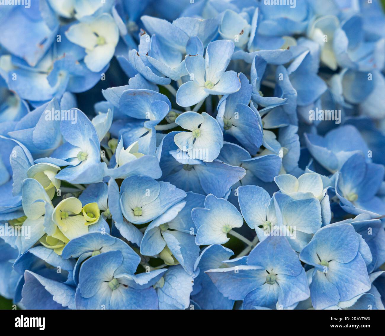 blue hydrangea in the garden, Hydrangea arborescens - Smooth hydrangea ...