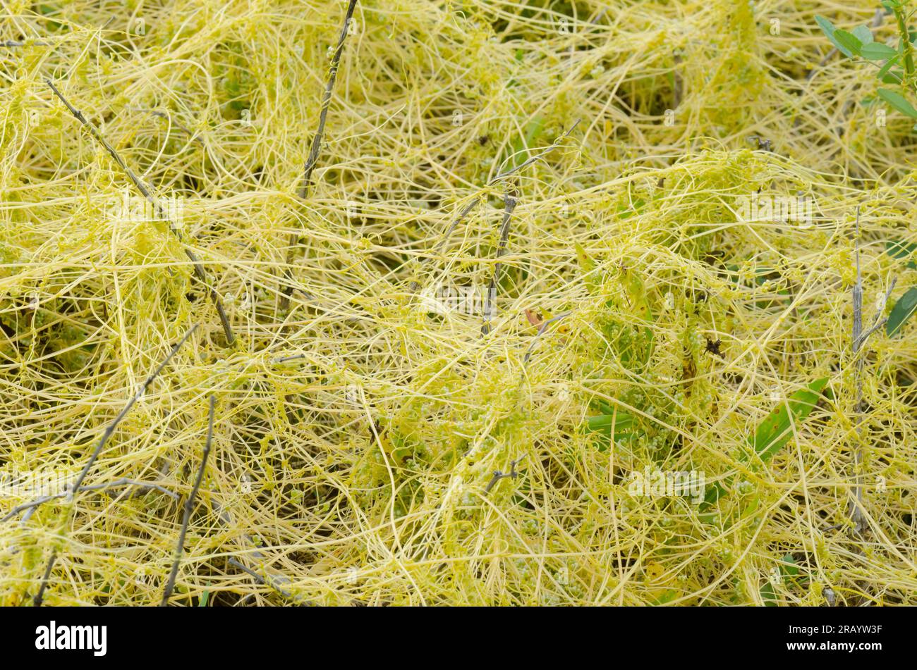 Dodder parasitic hi-res stock photography and images - Alamy