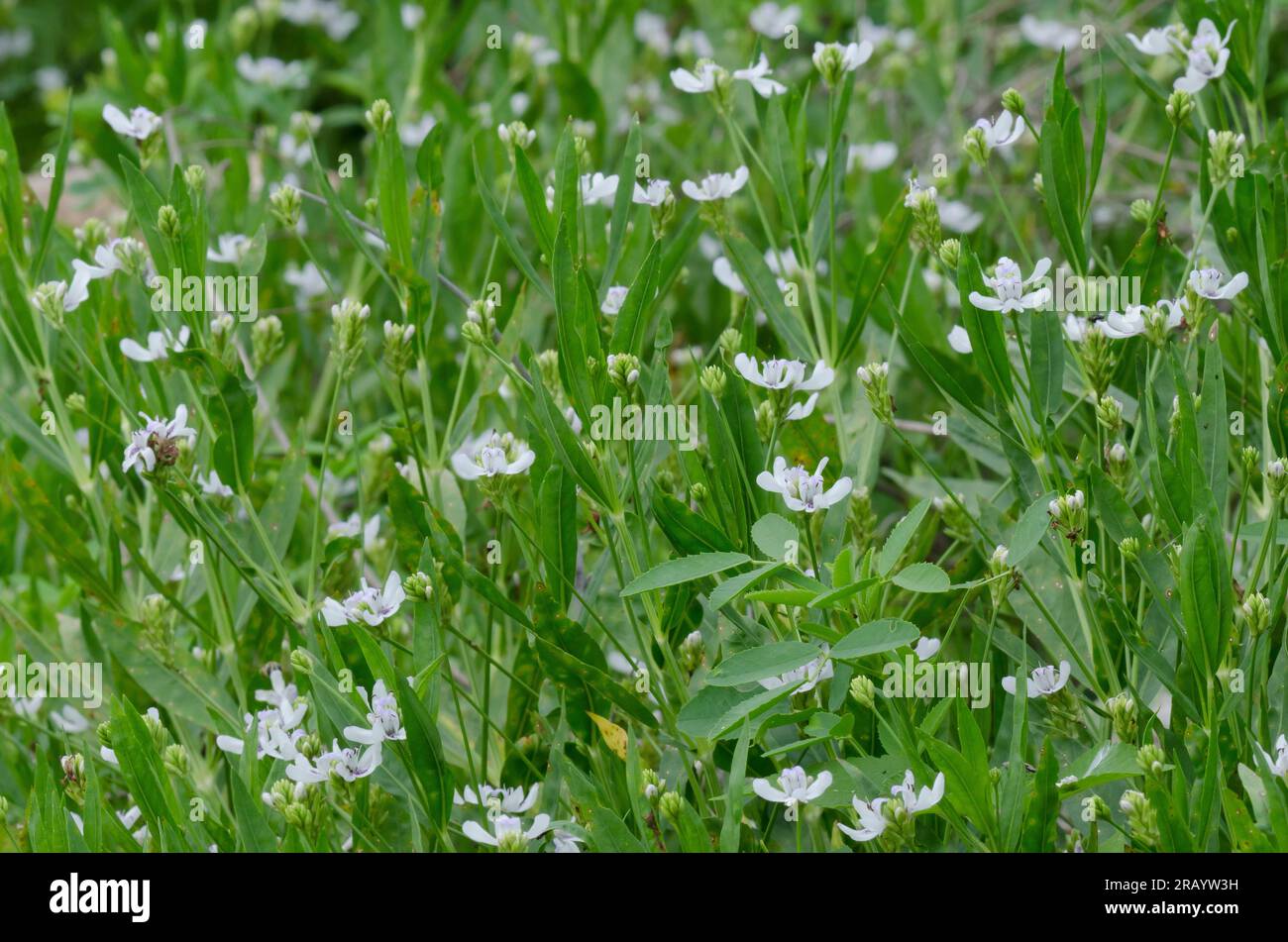 American Water-willow, Justicia americana Stock Photo - Alamy