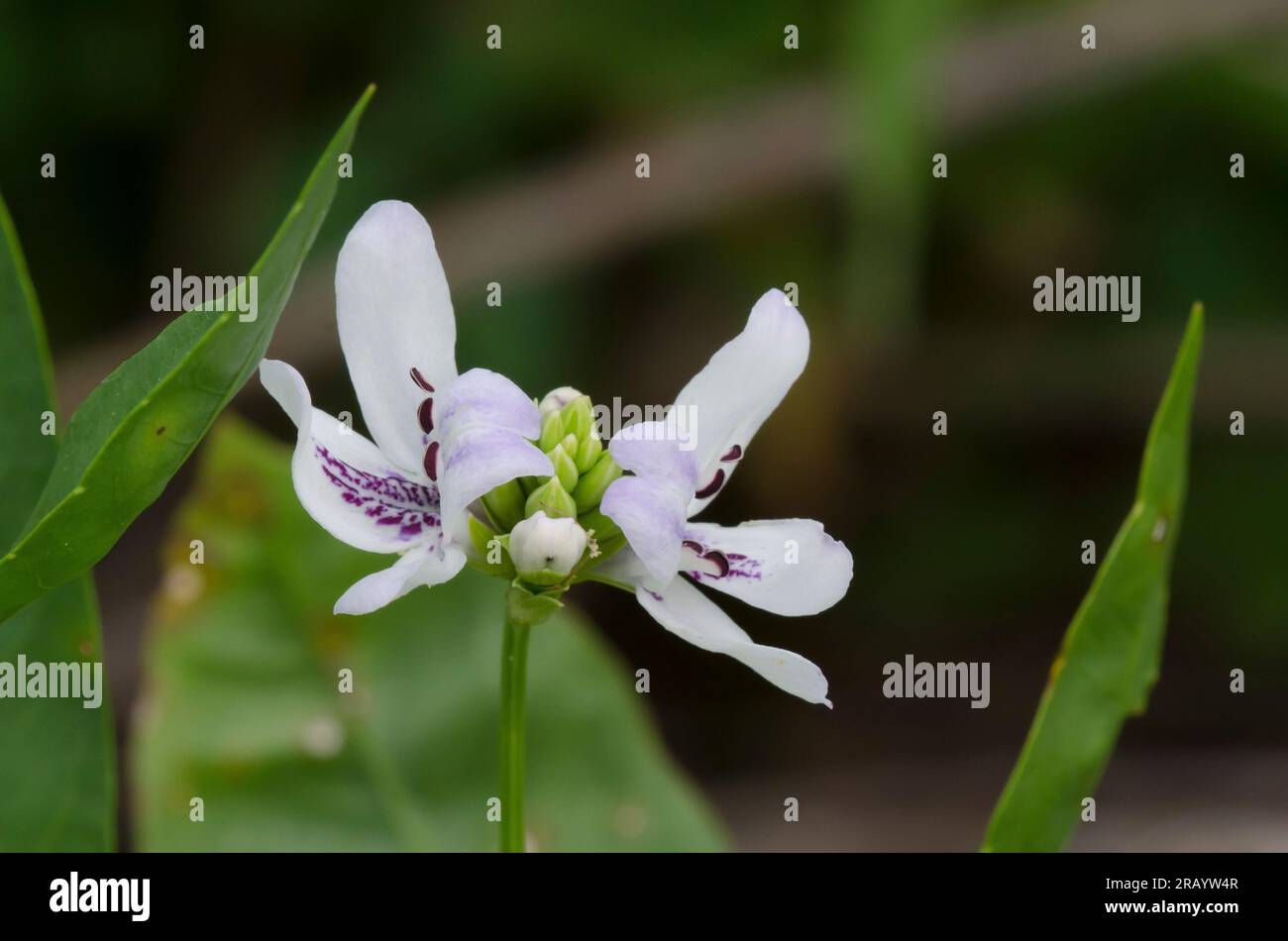 American water willow hi-res stock photography and images - Alamy