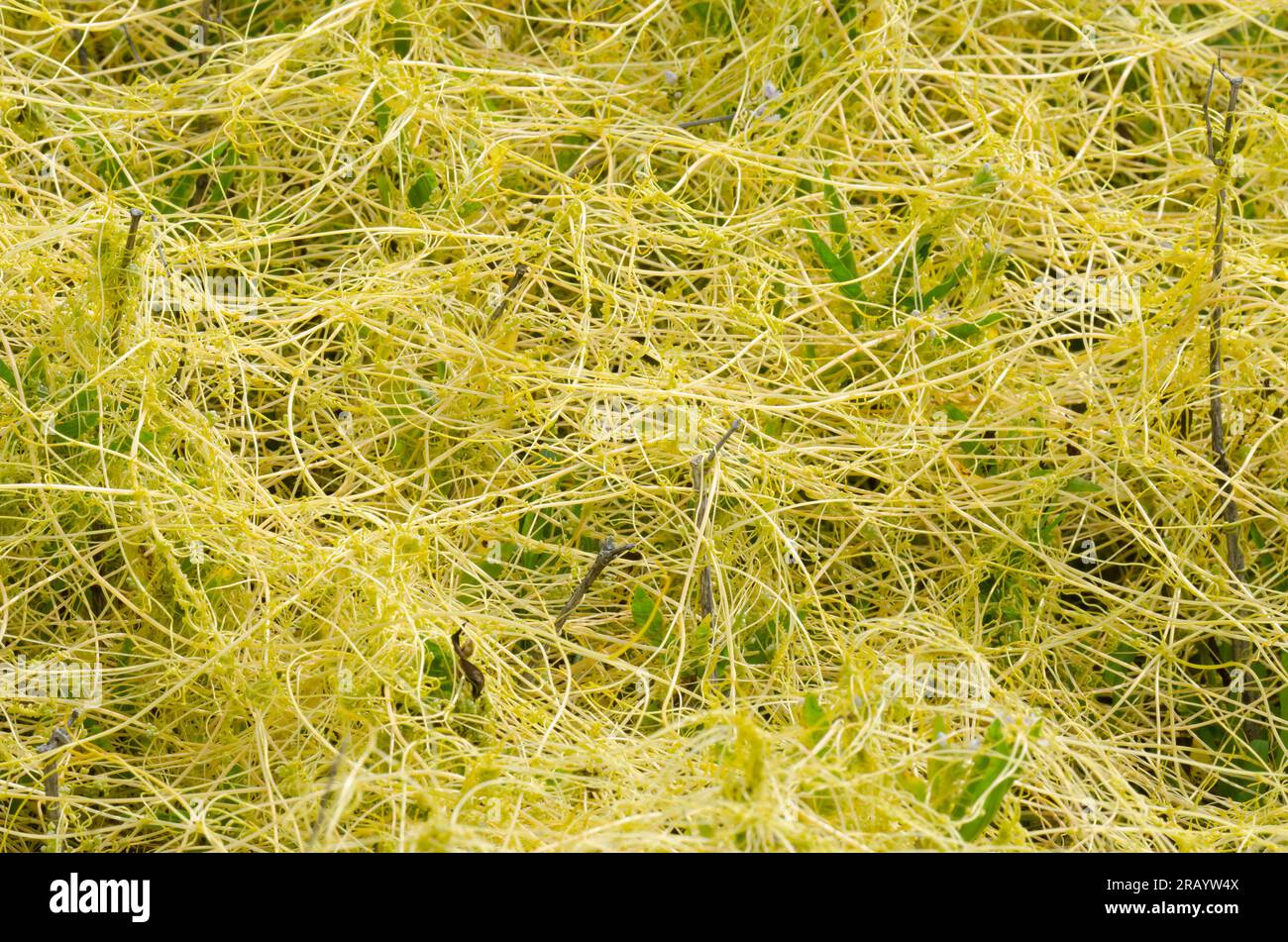 Dodder parasitic hi-res stock photography and images - Alamy