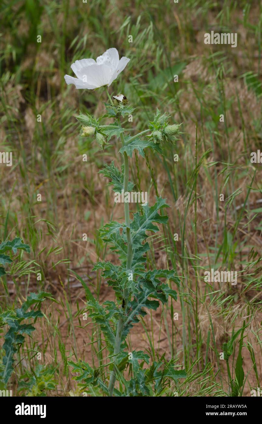 Crested prickly poppy hi-res stock photography and images - Alamy
