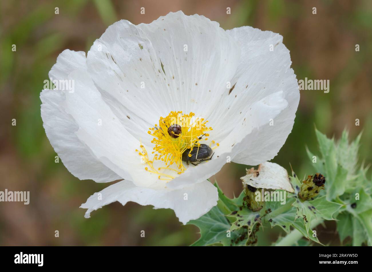Crested Pricklypoppy, Argemone polyanthemos Stock Photo - Alamy