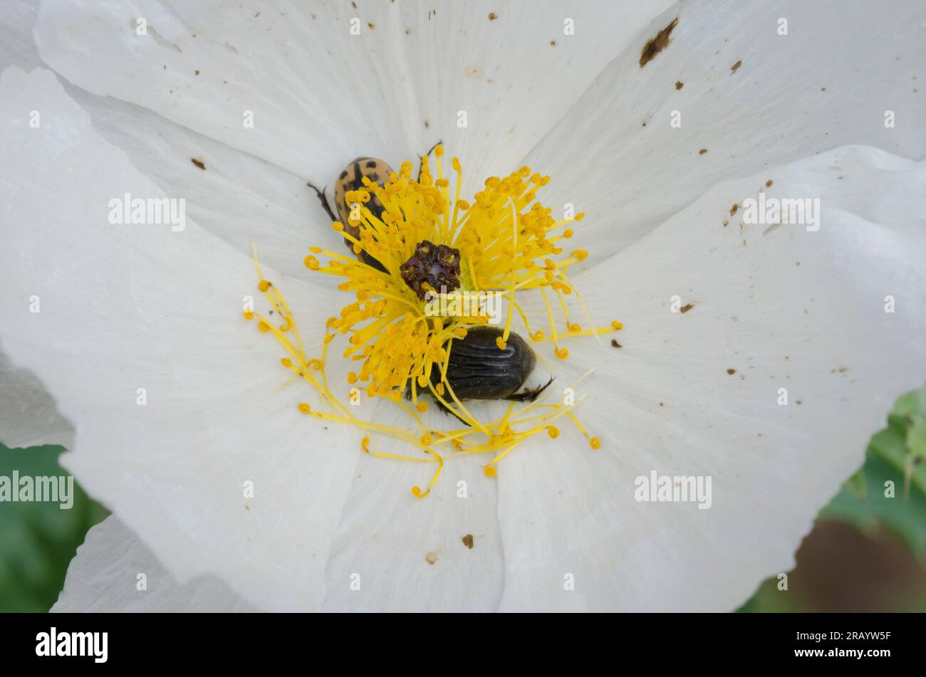 Crested Pricklypoppy, Argemone polyanthemos Stock Photo - Alamy