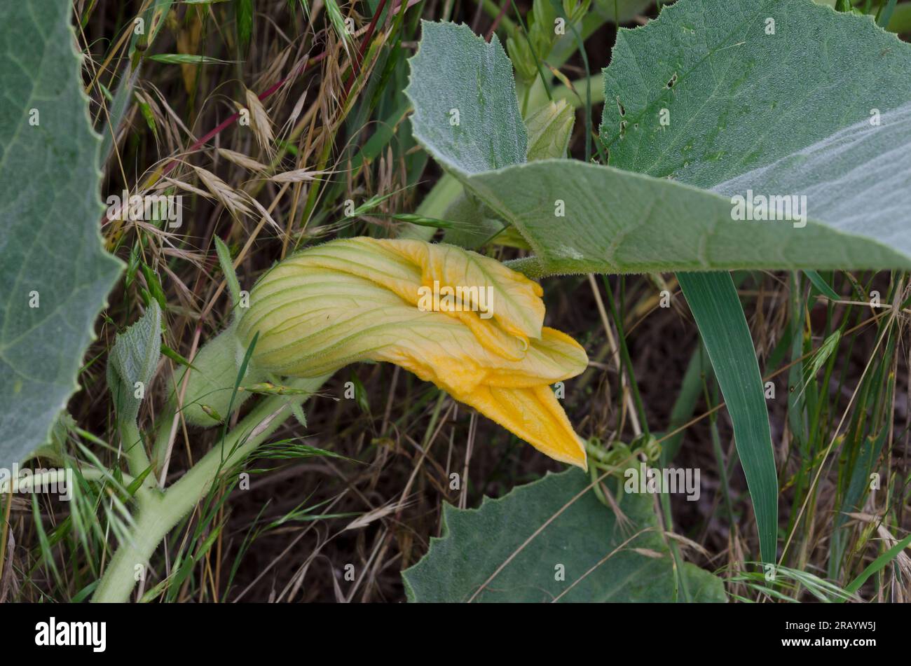 Buffalo Gourd, Cucurbita foetidissima Stock Photo - Alamy