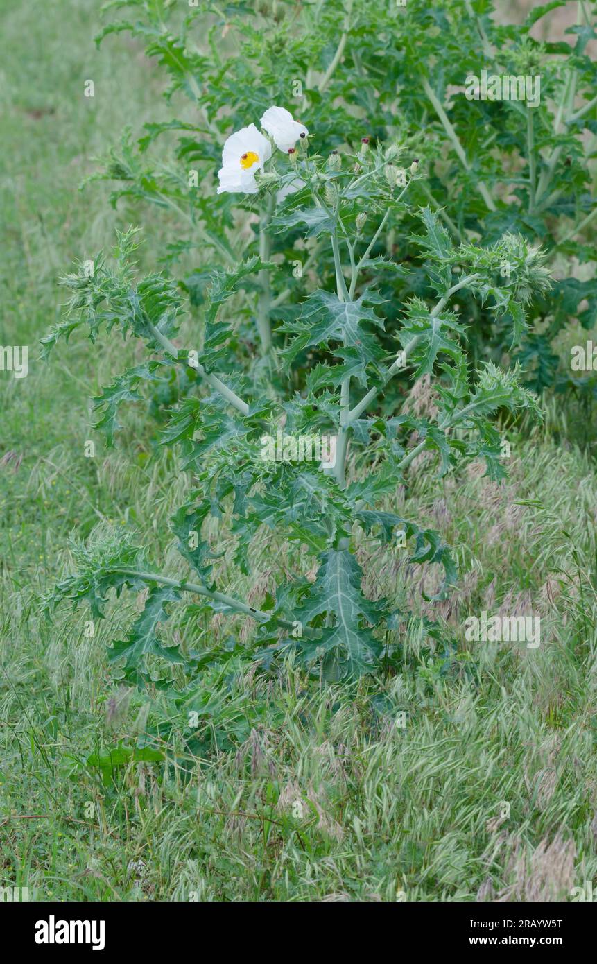 Crested Pricklypoppy, Argemone polyanthemos Stock Photo - Alamy