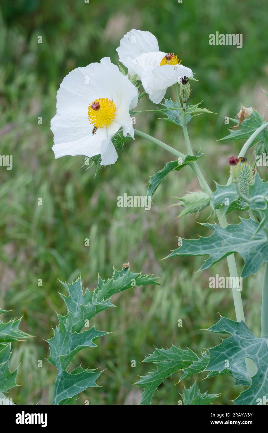 Crested Pricklypoppy, Argemone polyanthemos Stock Photo - Alamy