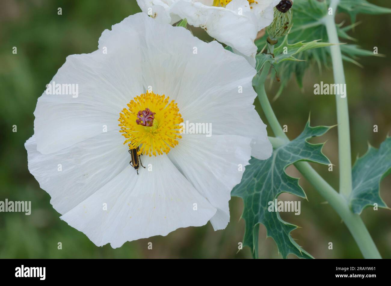 Crested Pricklypoppy, Argemone polyanthemos Stock Photo - Alamy