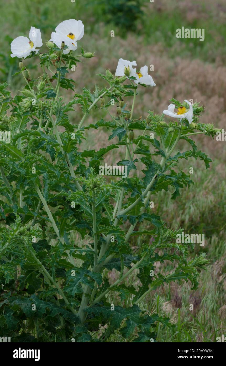 Crested Pricklypoppy, Argemone polyanthemos Stock Photo - Alamy