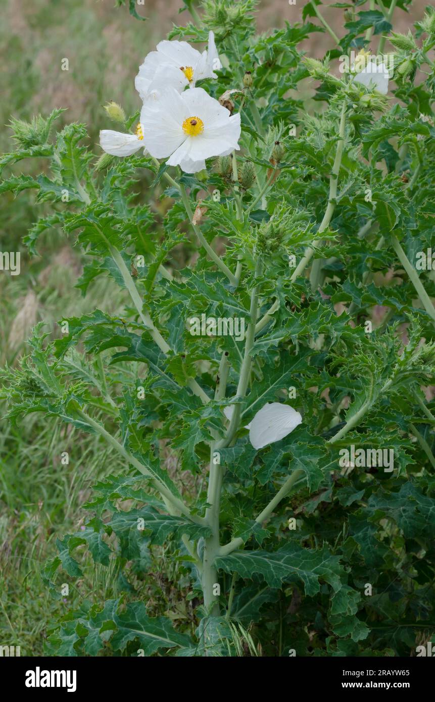 White pricklypoppy hi-res stock photography and images - Alamy