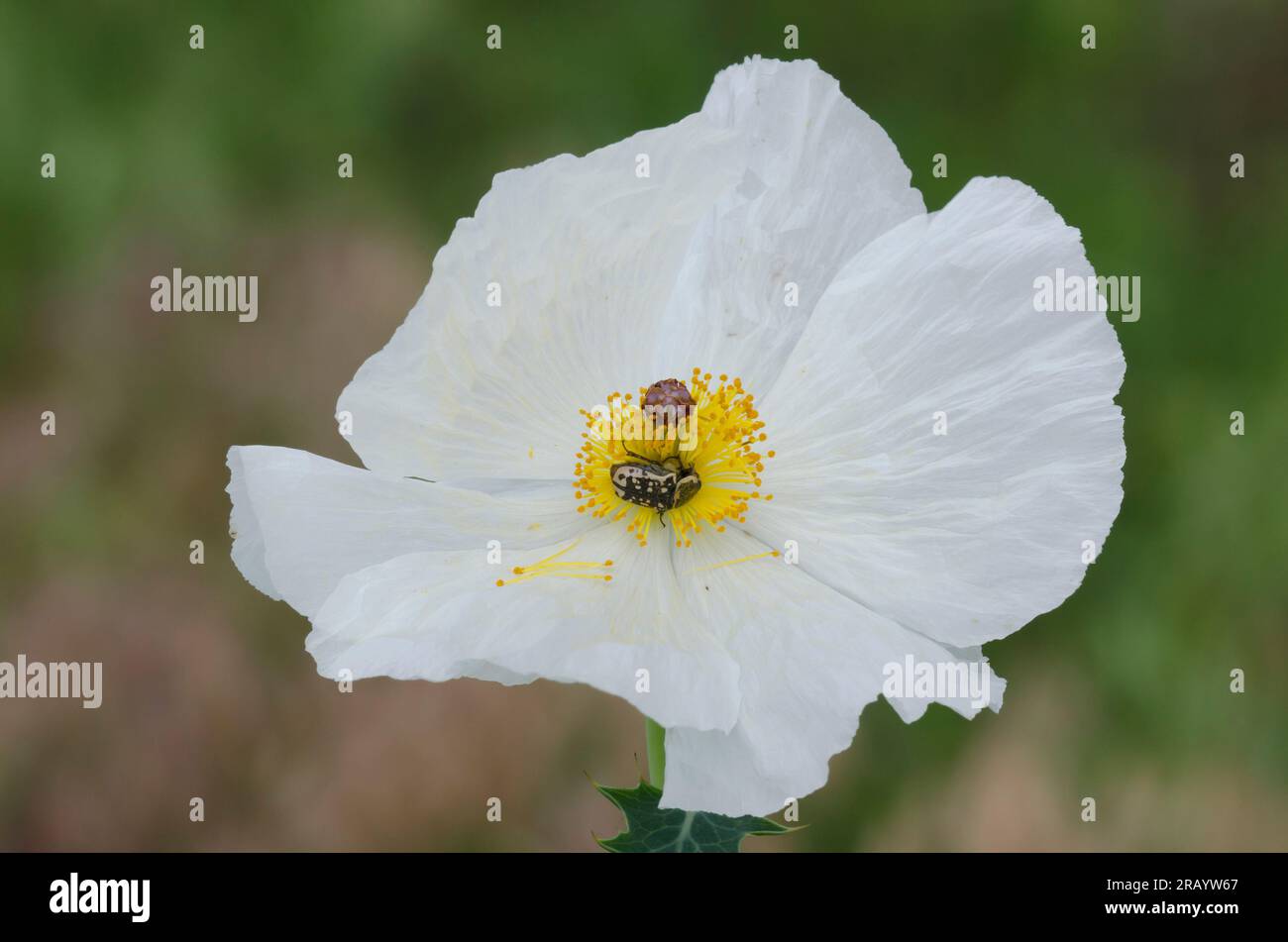 Crested prickly poppy hi-res stock photography and images - Alamy