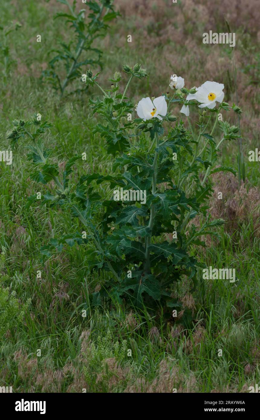 Crested Pricklypoppy, Argemone polyanthemos Stock Photo - Alamy