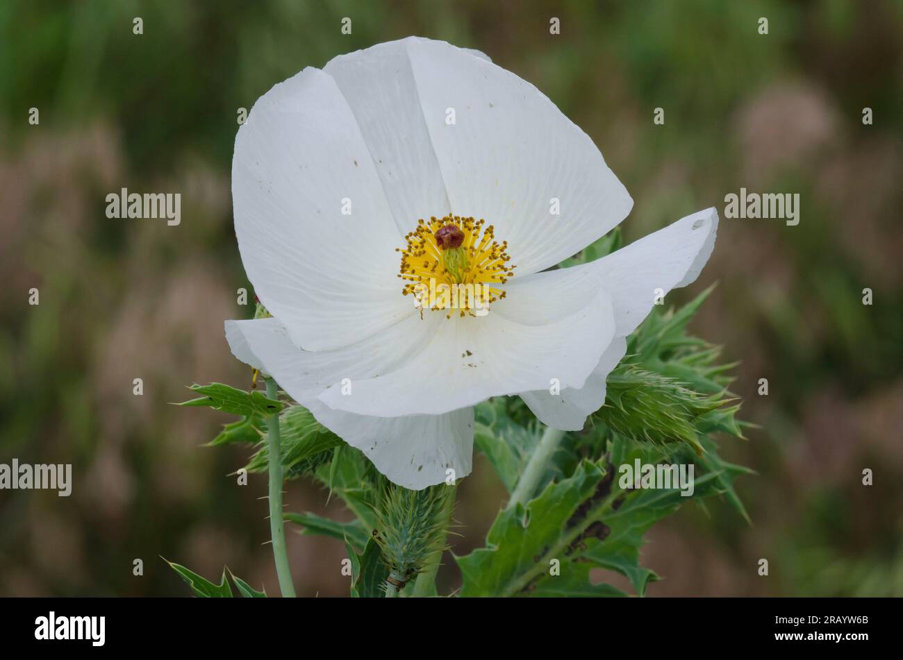 Crested Pricklypoppy, Argemone polyanthemos Stock Photo - Alamy