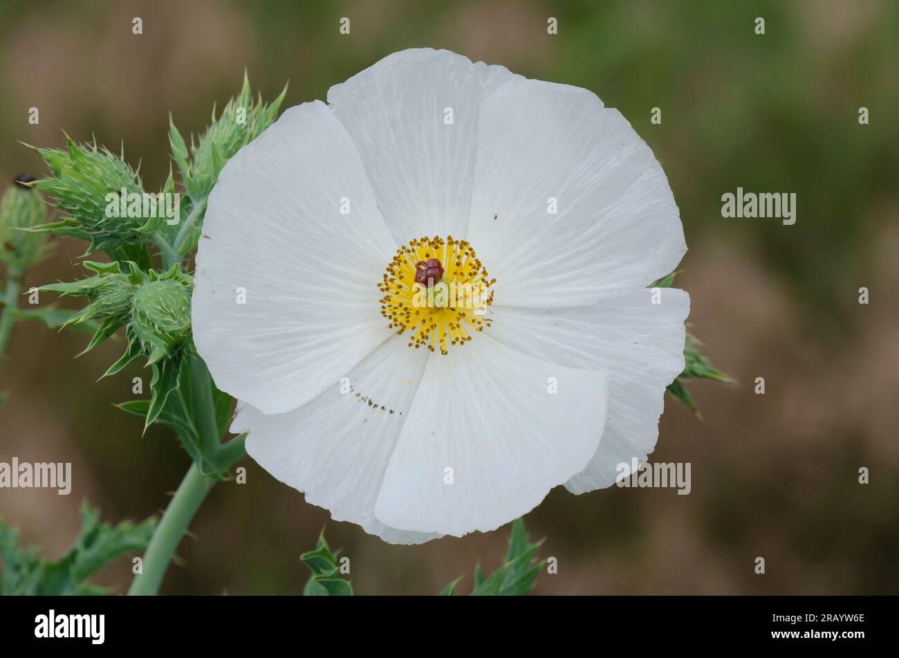 Crested Pricklypoppy, Argemone polyanthemos Stock Photo - Alamy