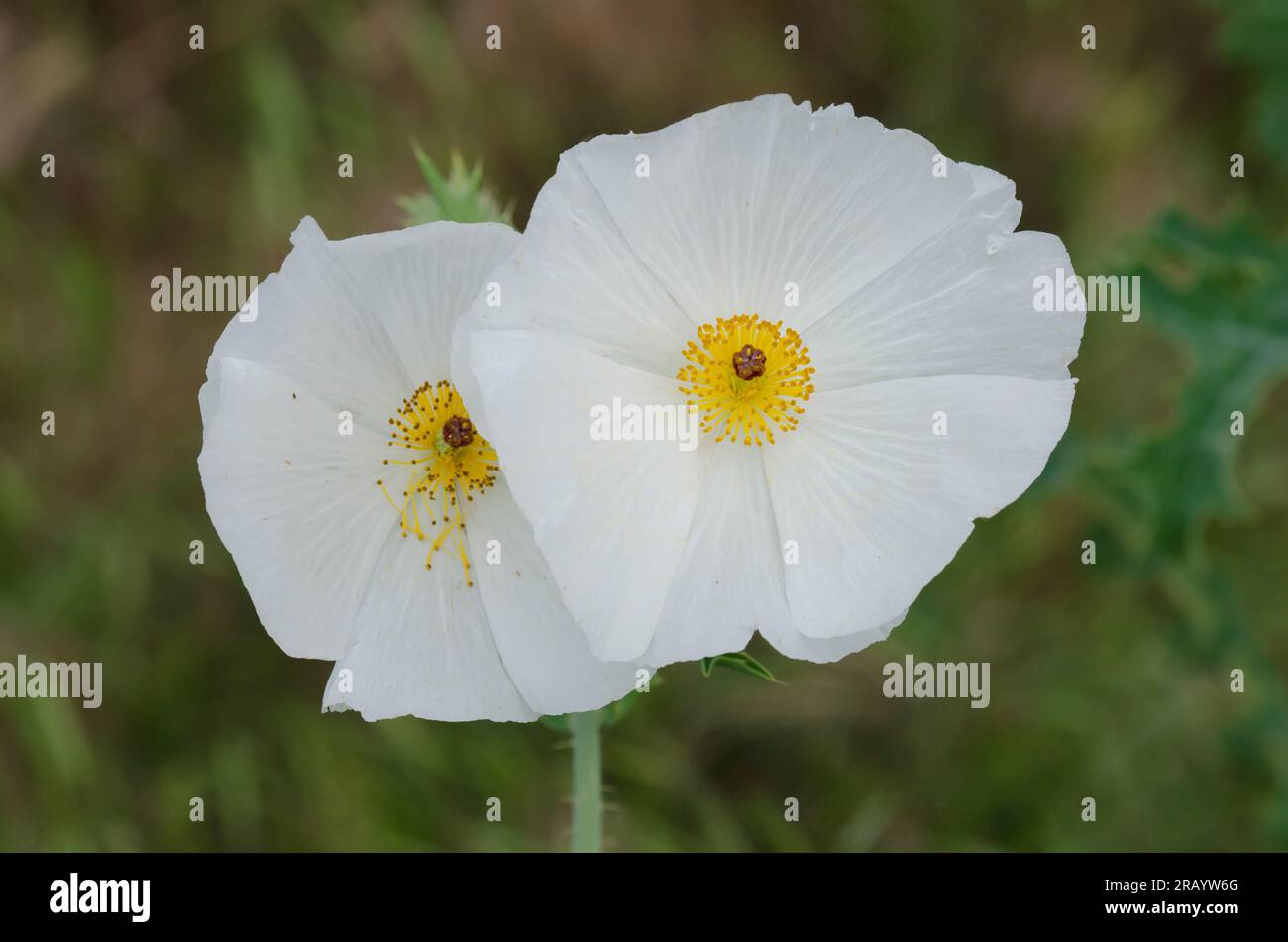Crested Pricklypoppy, Argemone polyanthemos Stock Photo - Alamy