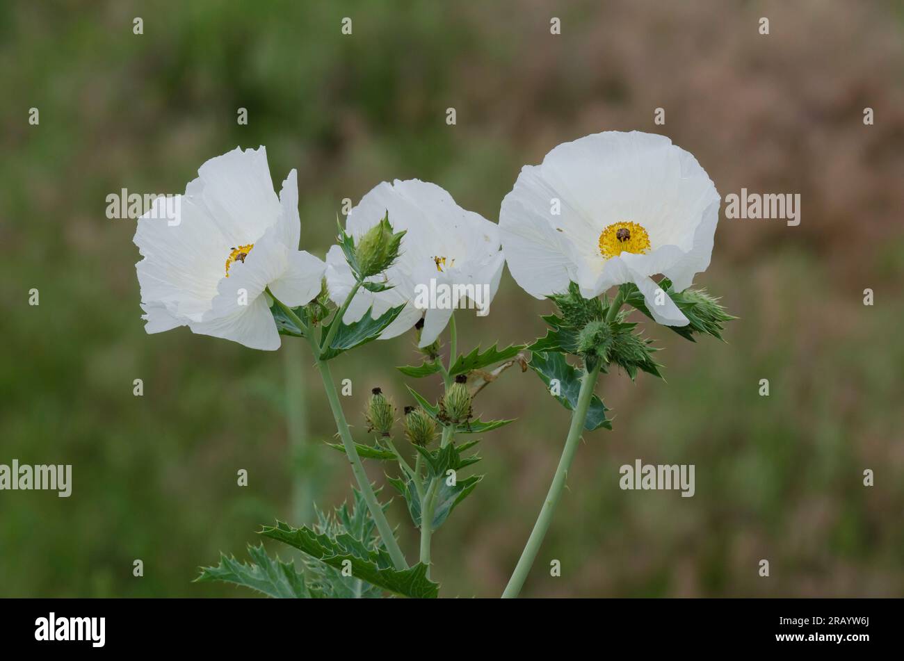 Crested Pricklypoppy, Argemone polyanthemos Stock Photo - Alamy