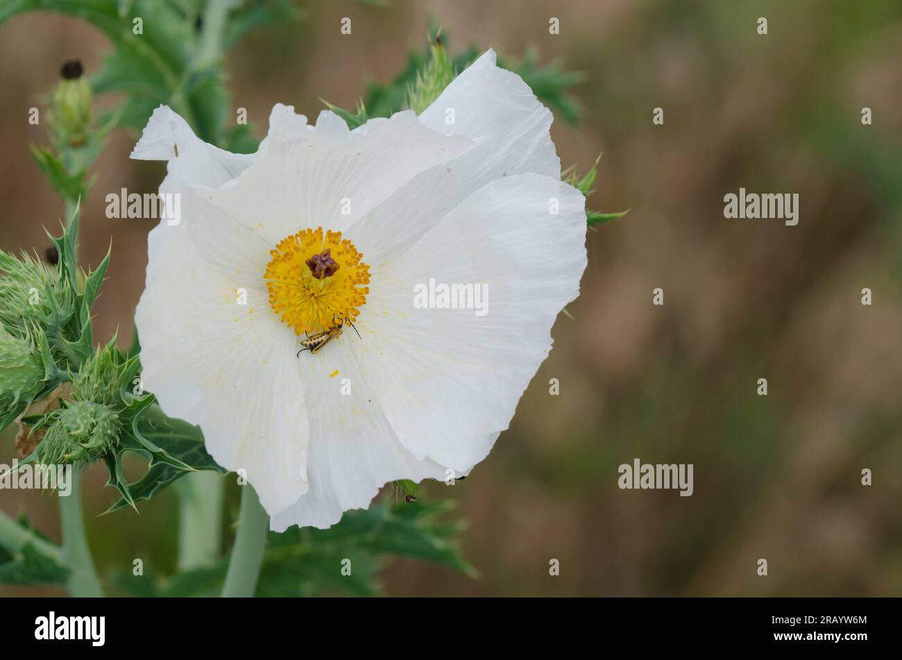 Crested prickly poppy hi-res stock photography and images - Alamy