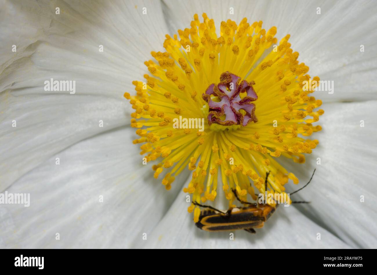 Crested Pricklypoppy, Argemone polyanthemos Stock Photo - Alamy