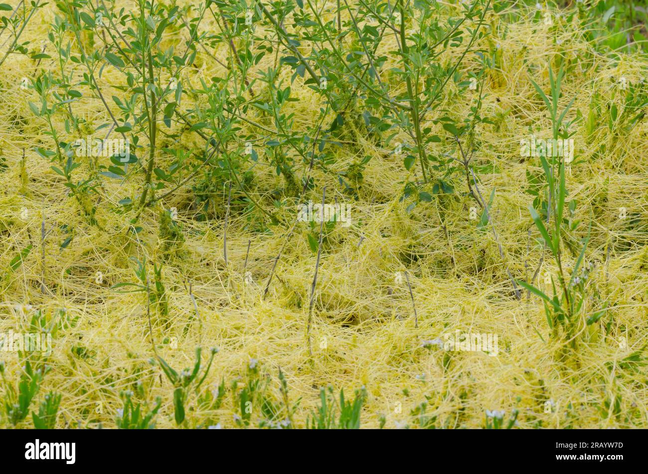 Cuscuta sp hi-res stock photography and images - Alamy