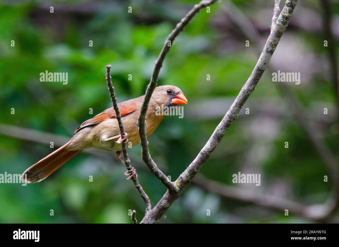 Northern Cardinal, Cardinalis cardinalis, female Stock Photo - Alamy