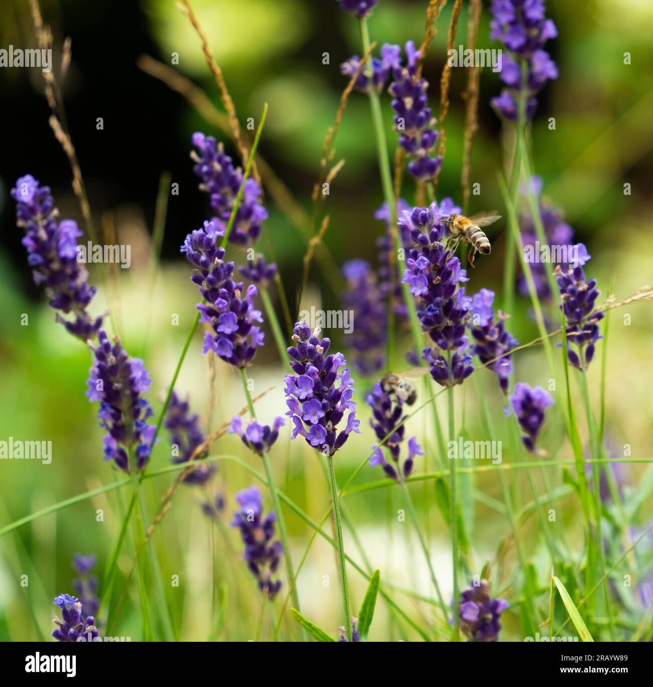 Honeybee on wild-growing lavender, eco concept, pollination, insect in ...