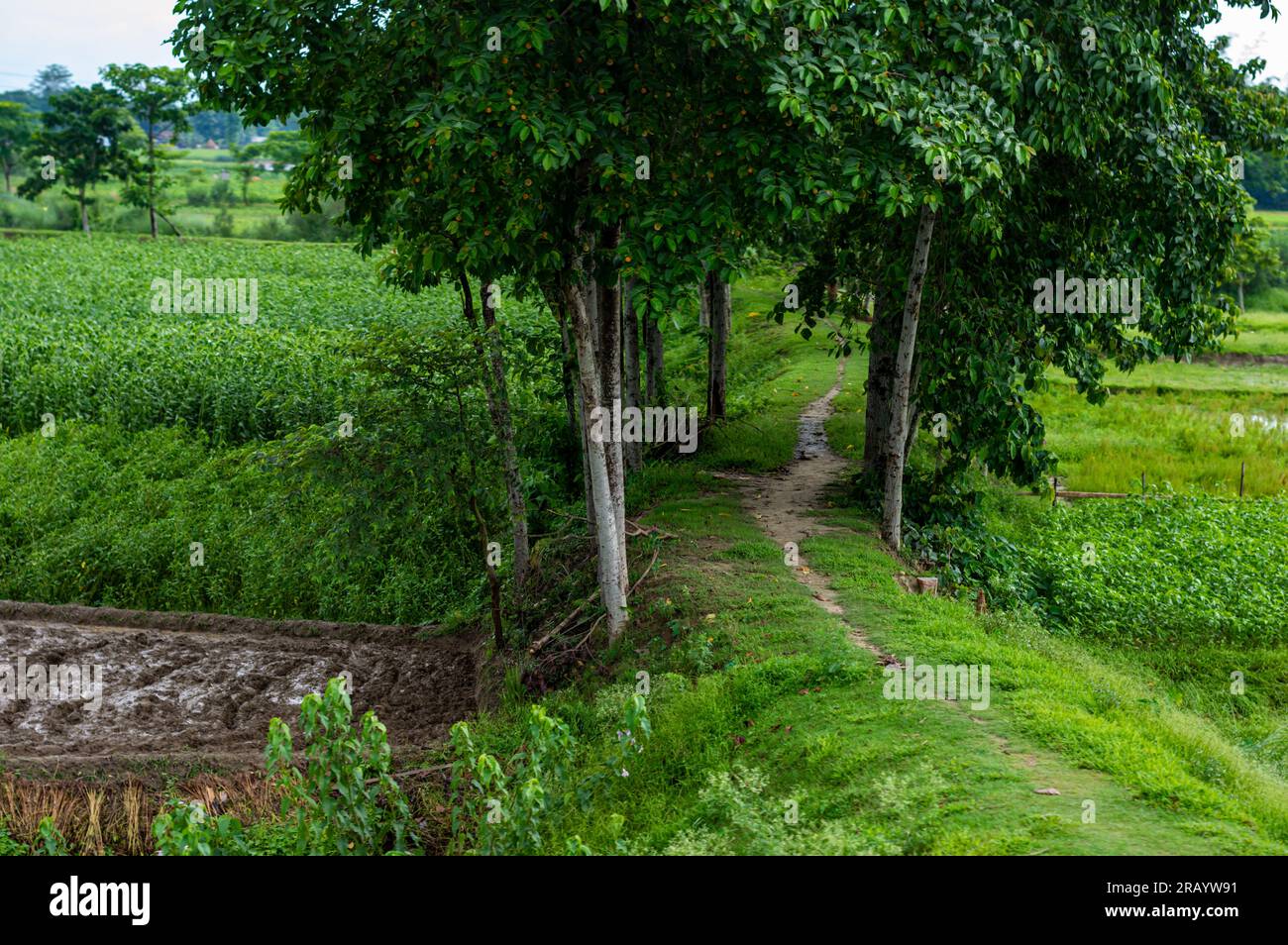 A rural village road leading through the agriculture field in rural ...