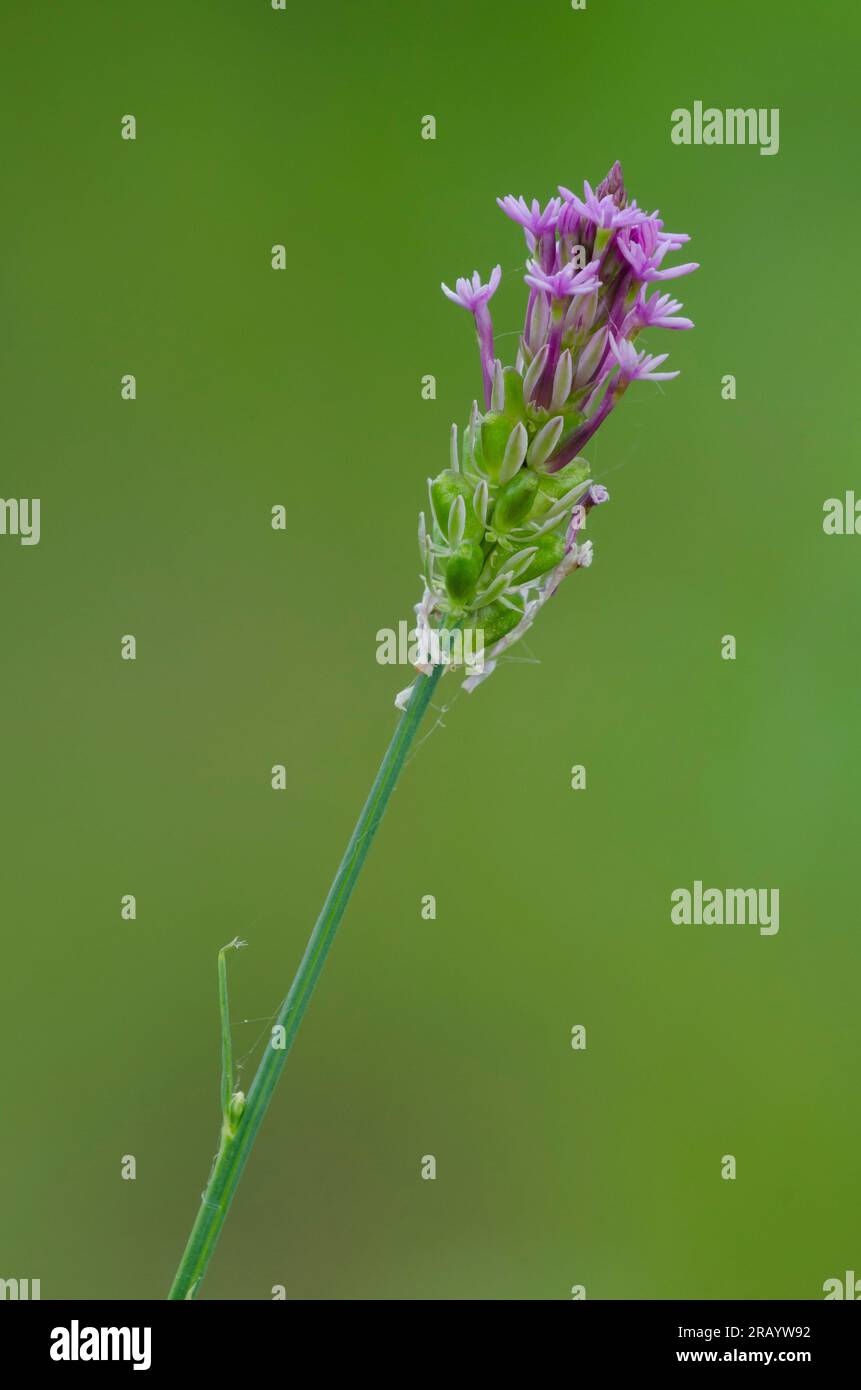 Procession Flower, Polygala incarnata Stock Photo - Alamy
