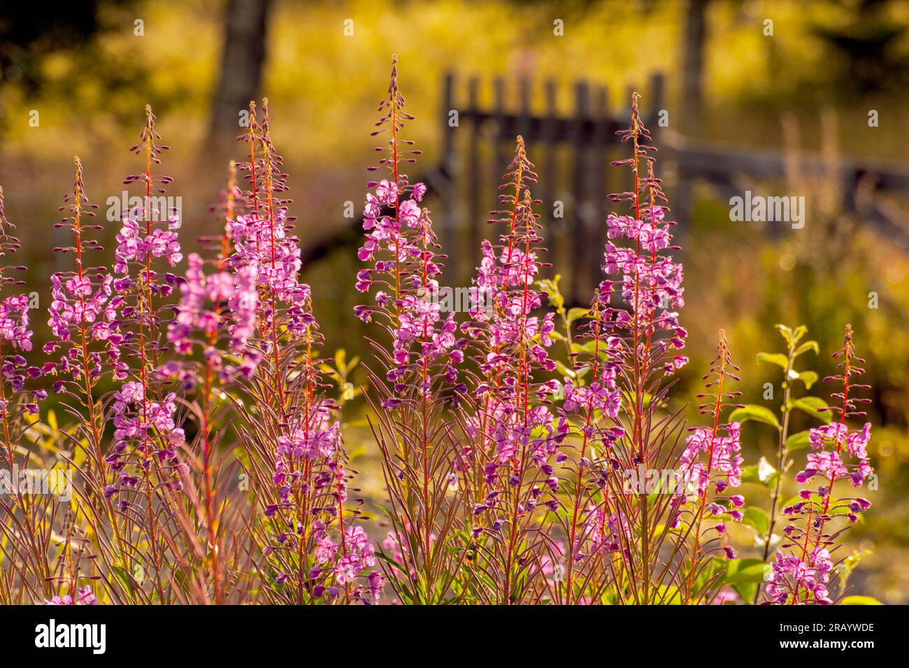Field gate spring flowers hi-res stock photography and images - Alamy