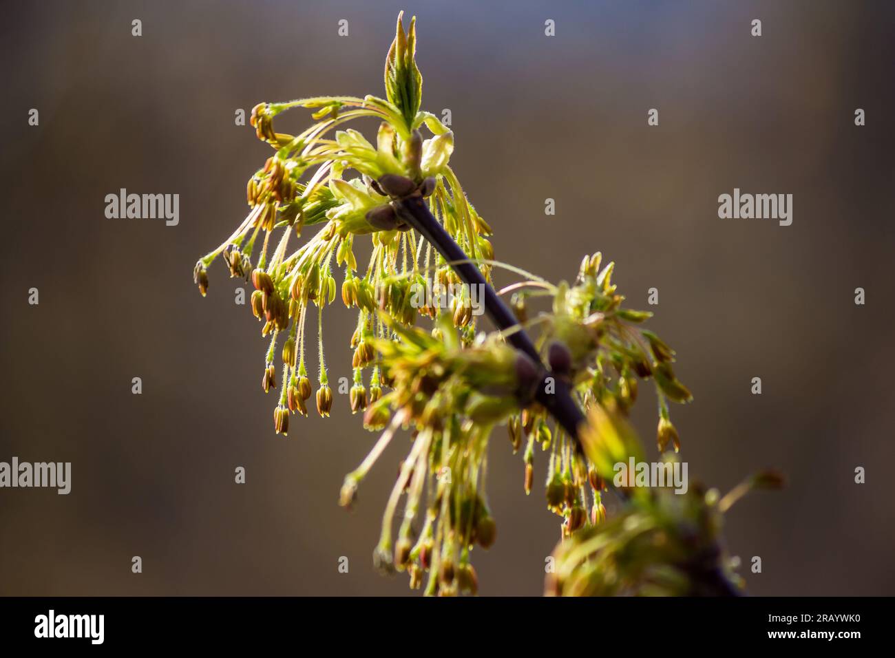 Inflorescences of ash-leaved maple - box elder, boxelder maple ...