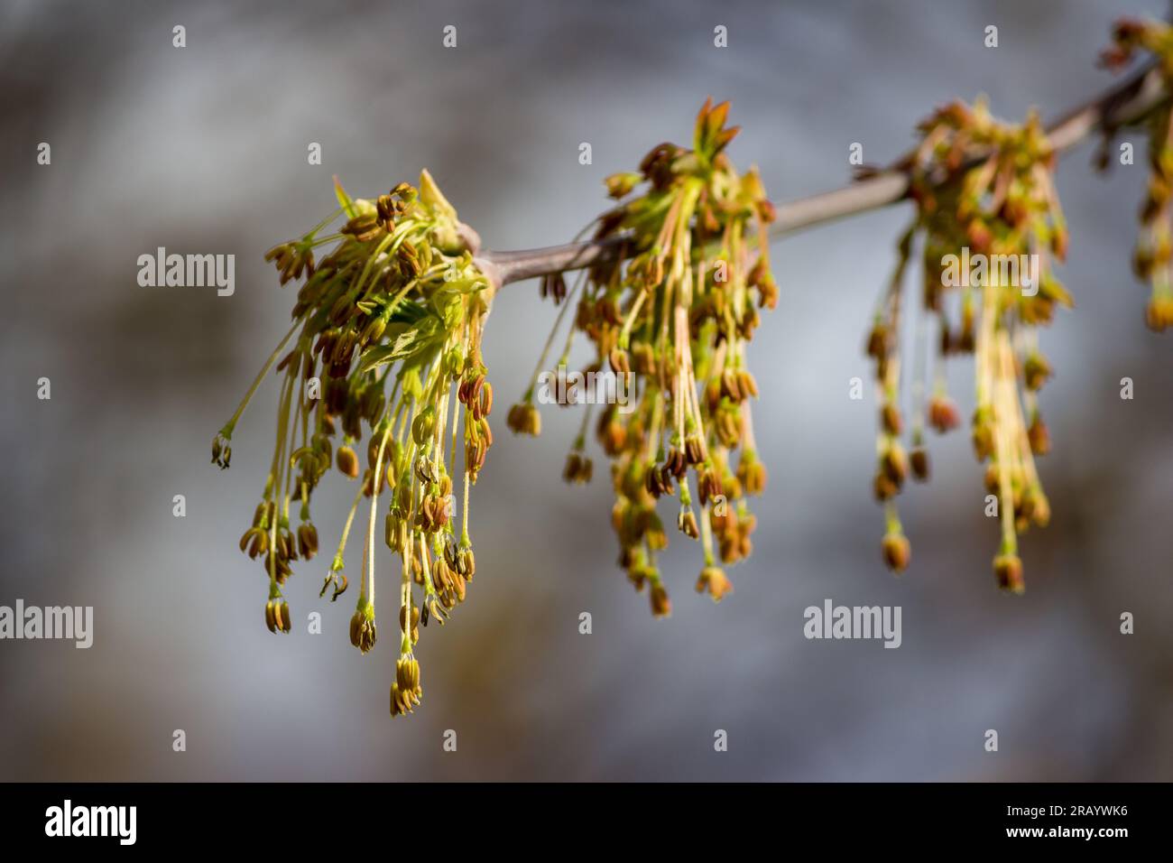Inflorescences of ash-leaved maple - box elder, boxelder maple ...