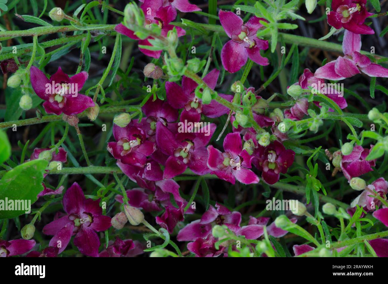 Krameria lanceolata hi-res stock photography and images - Alamy