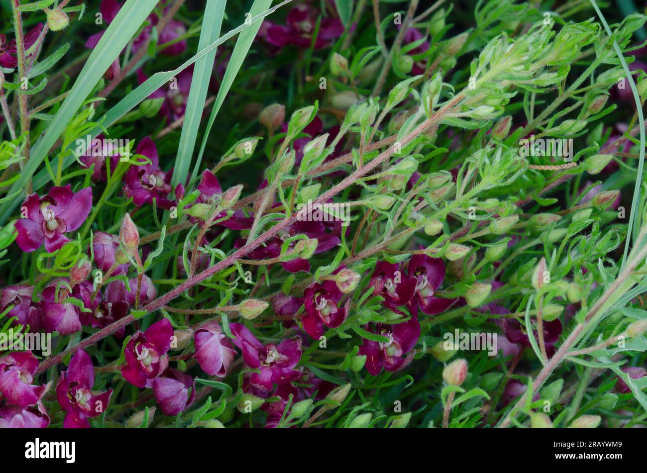 Krameria lanceolata hi-res stock photography and images - Alamy