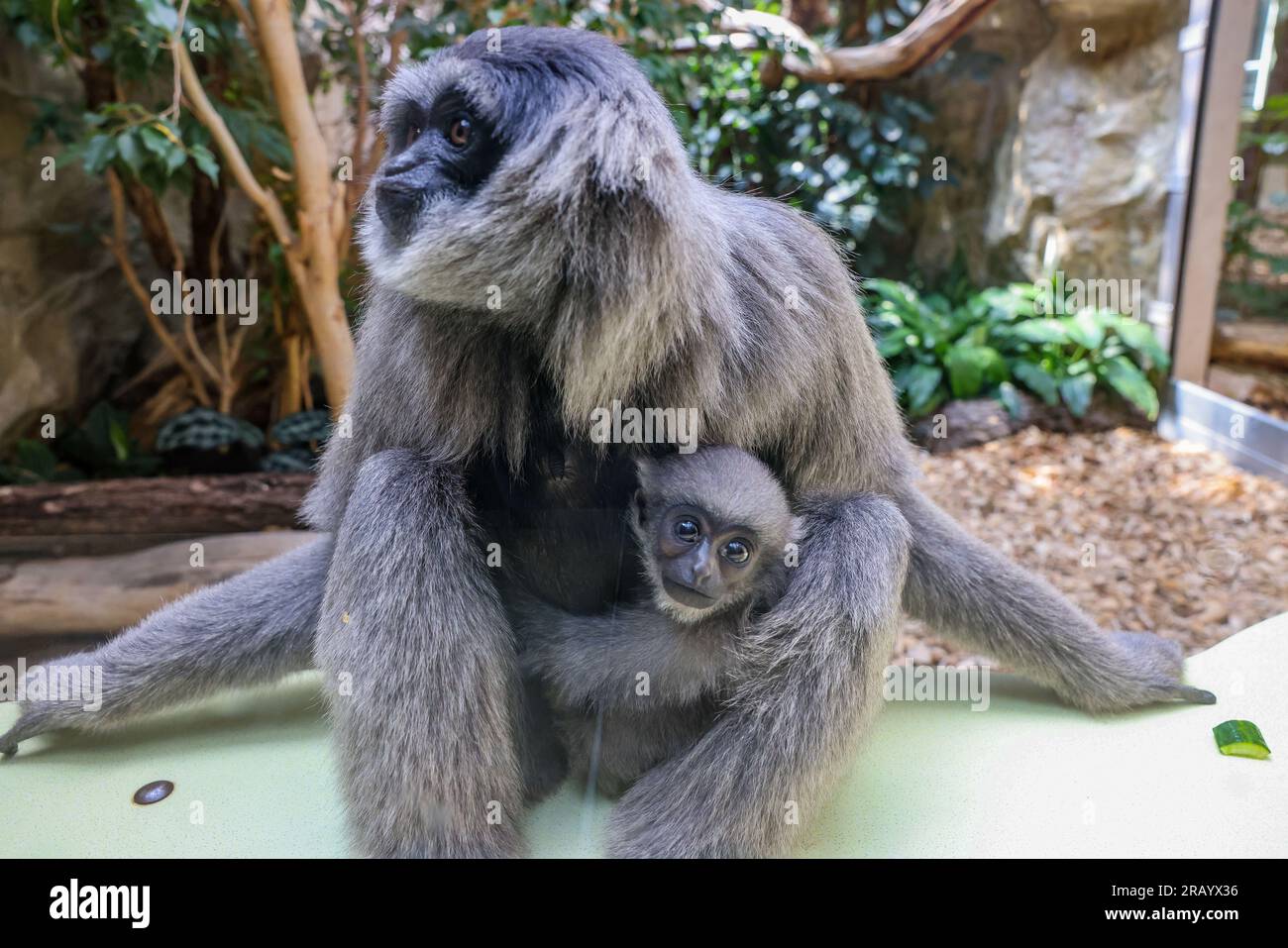 06 July 2023, Saxony-Anhalt, Halle (Saale): The silver gibbon cub born on February 17 snuggles ...