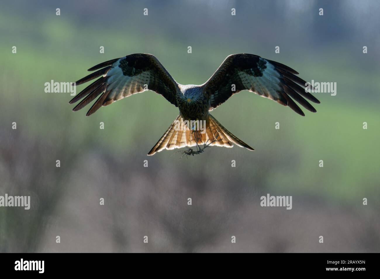 Red kite talons hi-res stock photography and images - Alamy