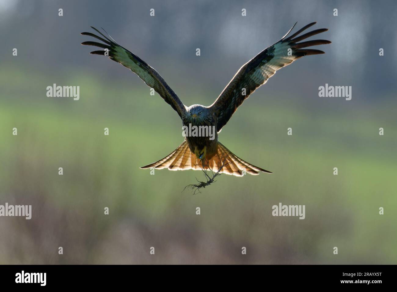Red Kite-Milvus milvus in flight with caught prey in it's talons Stock ...