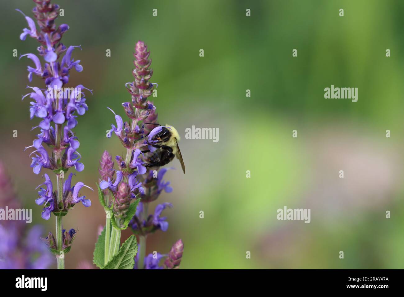 A two-spotted bumble bee with its face in a woodland sage flower Stock ...