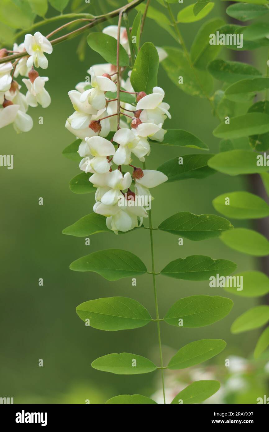 Black locust tree hi-res stock photography and images - Alamy