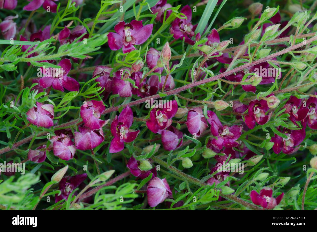Krameria lanceolata hi-res stock photography and images - Alamy