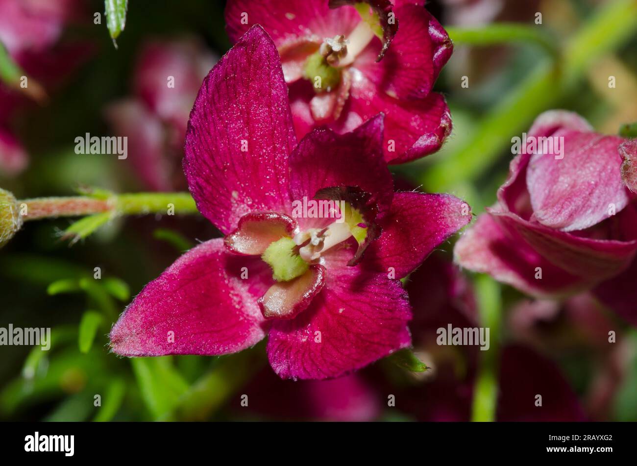 Krameria lanceolata hi-res stock photography and images - Alamy