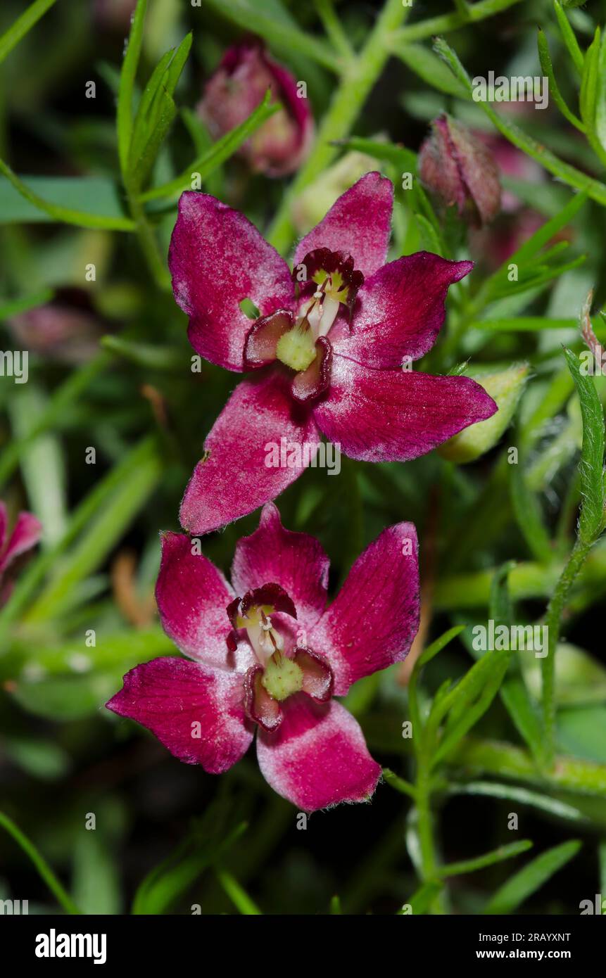 Krameria lanceolata hi-res stock photography and images - Alamy