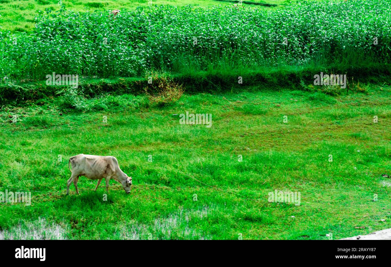 Cow eating grass in a green field. Assam India South Asia Pacific Stock ...
