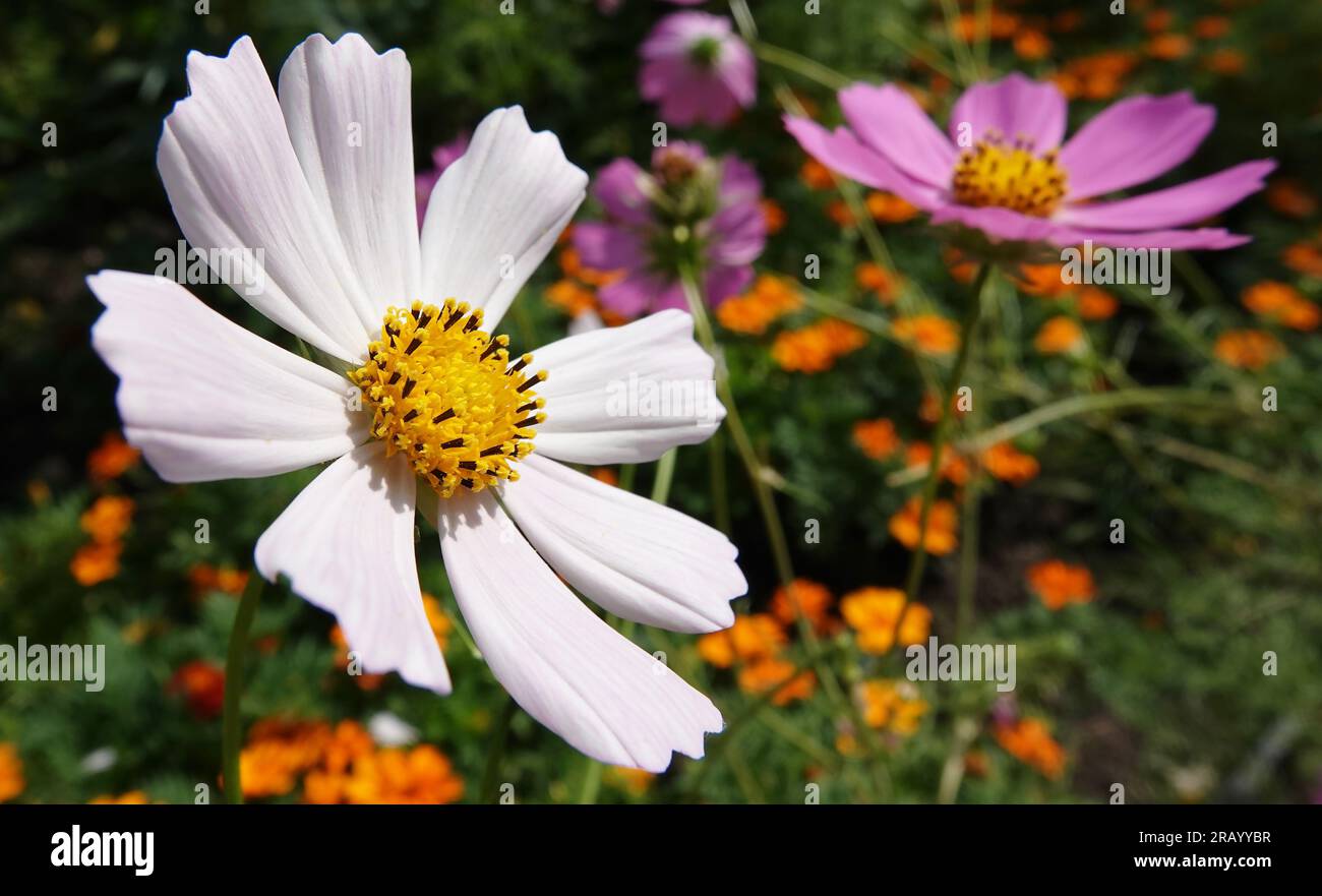 Cosmea flower double-pinnate is an annual flowering plant, the ...