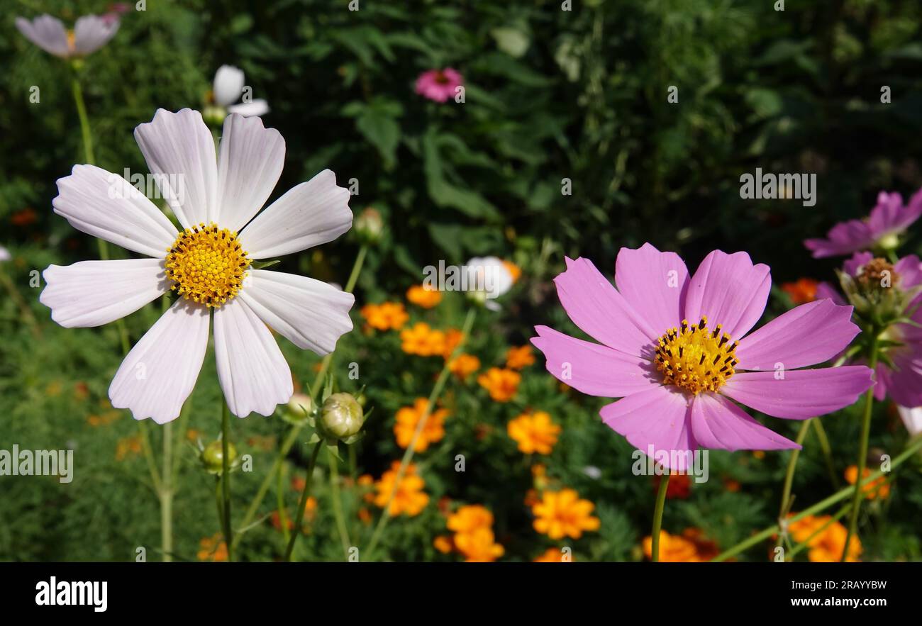 Cosmea flower double-pinnate is an annual flowering plant, the ...